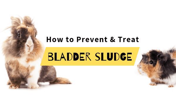 Bladder Sludge in Rabbits and Guinea Pigs - Oxbow Animal Health