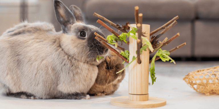 Top 10 Foraging Accessories for Small Pets