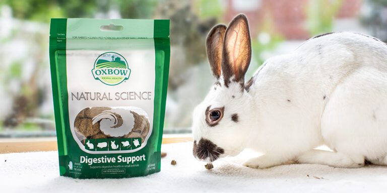Digestive Support for Rabbits & Small Pets (Supplement Guide)