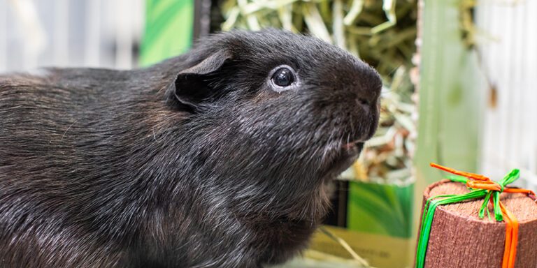 All About Chewing Instincts and Small Pets | Oxbow Animal Health