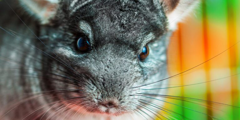 All About Chewing Instincts and Small Pets | Oxbow Animal Health