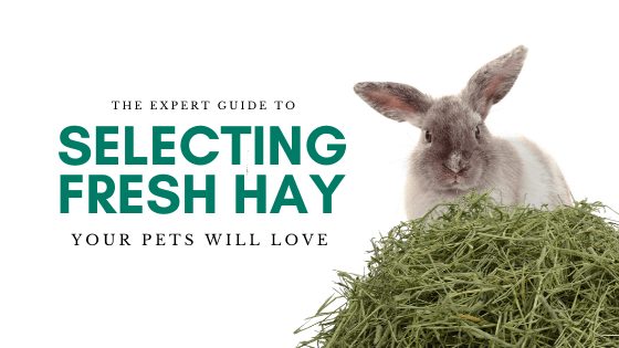 The Expert Guide To Selecting Fresh Hay Your Pets Will Love - Oxbow ...