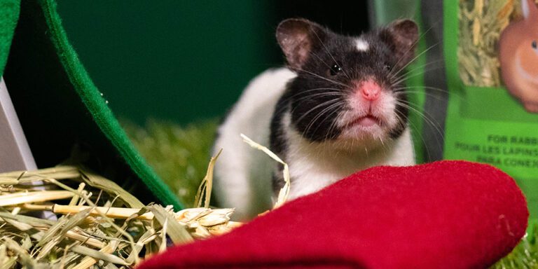 All About Chewing Instincts and Small Pets | Oxbow Animal Health