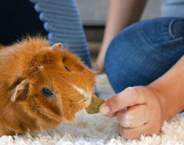 Industry Leading Research - Oxbow Animal Health