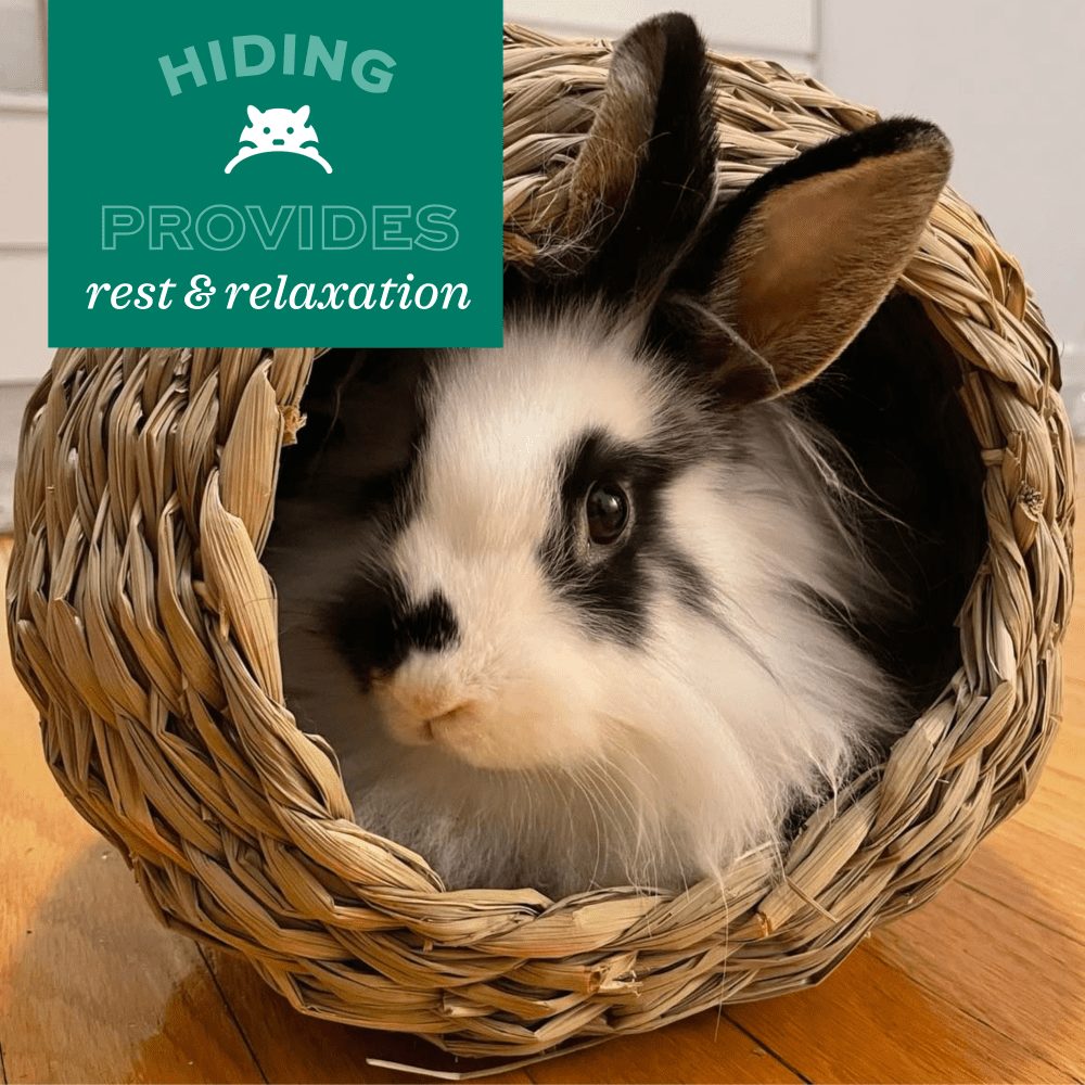 Timothy CLUB Timothy Bungalow - Oxbow Animal Health