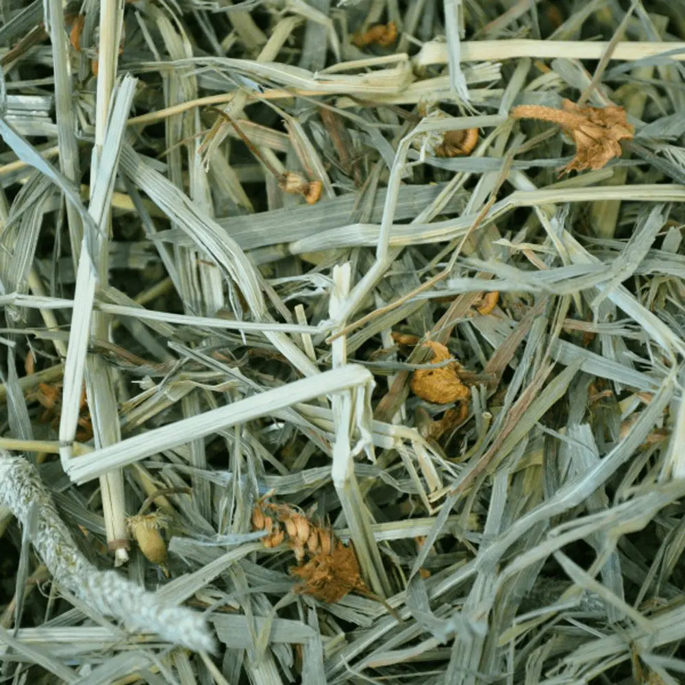 Botanical Hay - Oxbow Animal Health