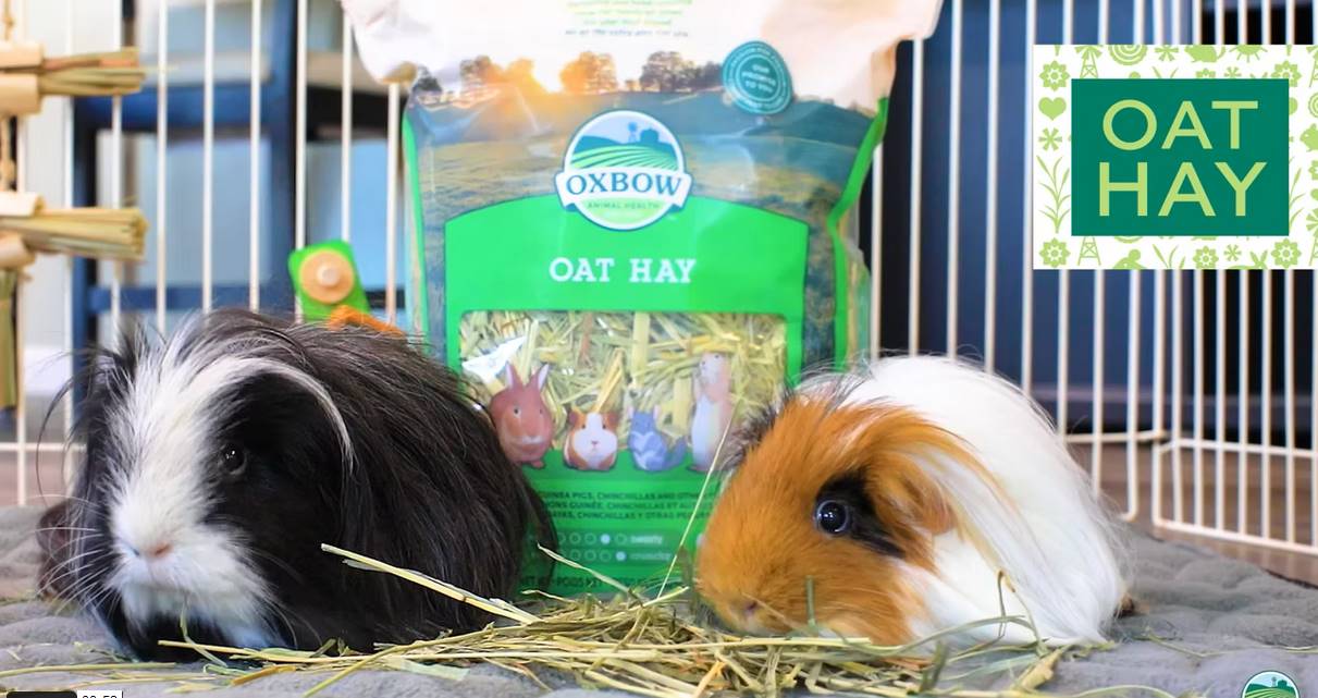 Oat Hay - Oxbow Animal Health