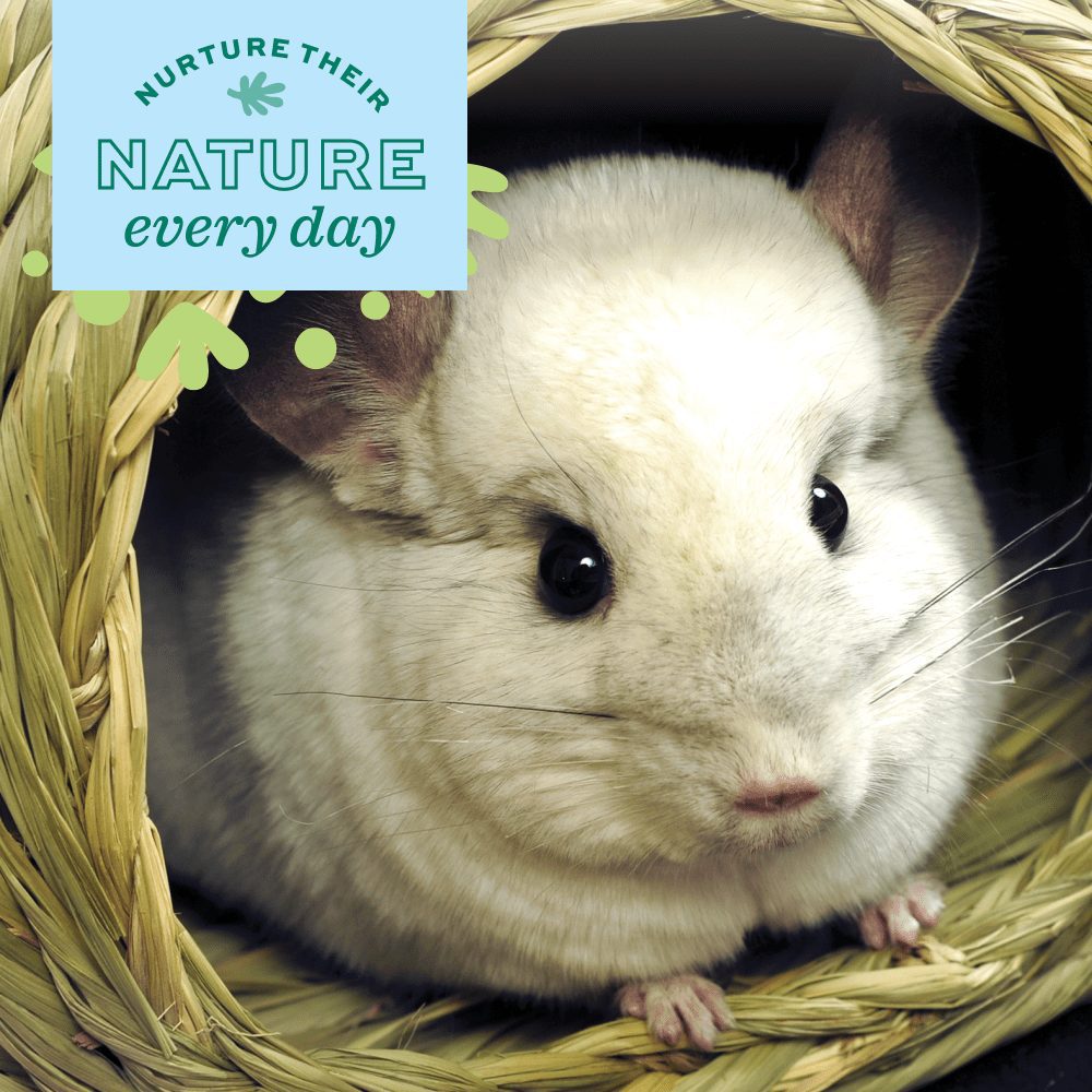 Timothy CLUB Timothy Bungalow - Oxbow Animal Health