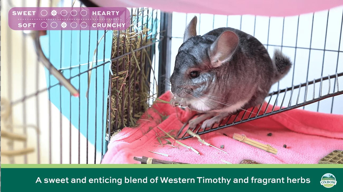 Botanical Hay - Oxbow Animal Health