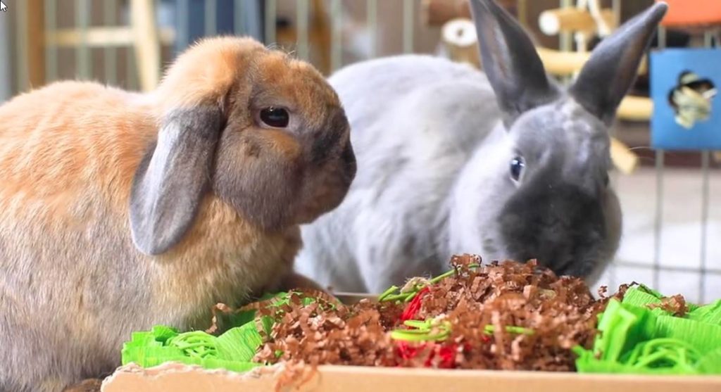 Enriched Life - Garden Dig Box - Oxbow Animal Health