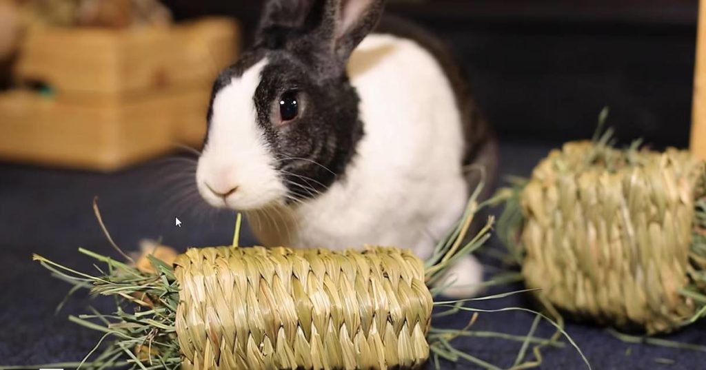 Western Timothy Hay | Oxbow Animal Health