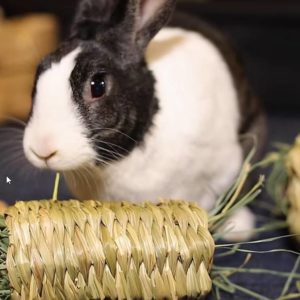 Western Timothy Hay | Oxbow Animal Health