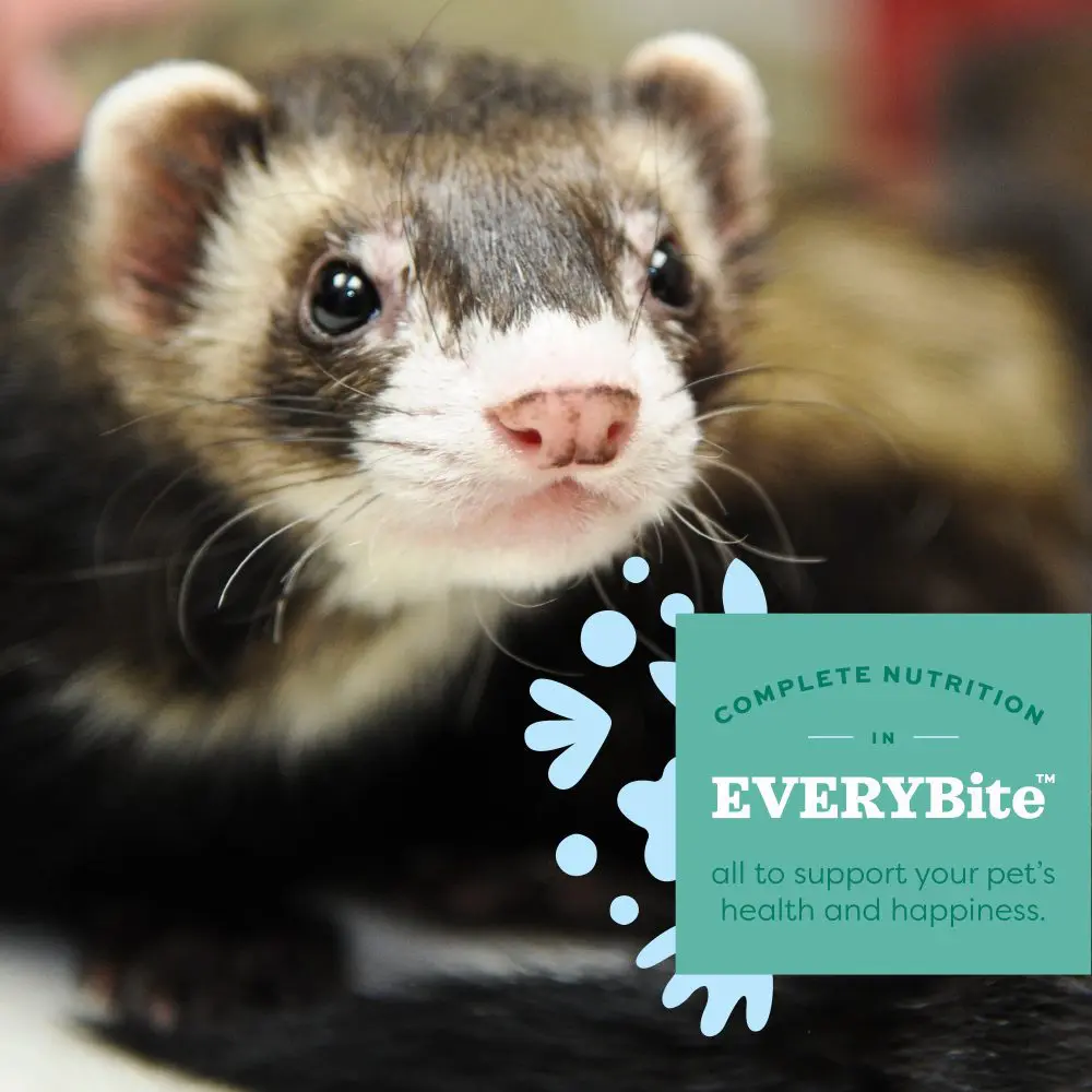 Essentials Ferret Food - Oxbow Animal Health