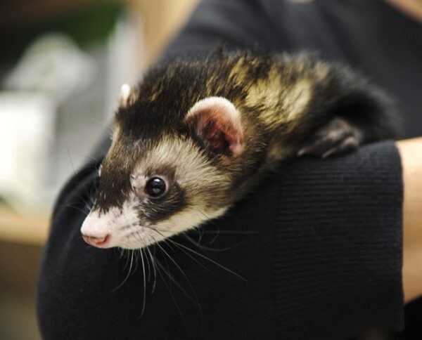 Total Ferret Wellbeing | Discover the Oxbow Way
