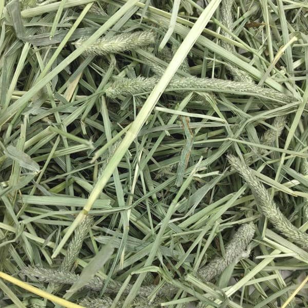 Grass Hay - Oxbow Animal Health