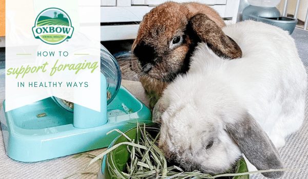 How to Support Foraging in Healthy Ways