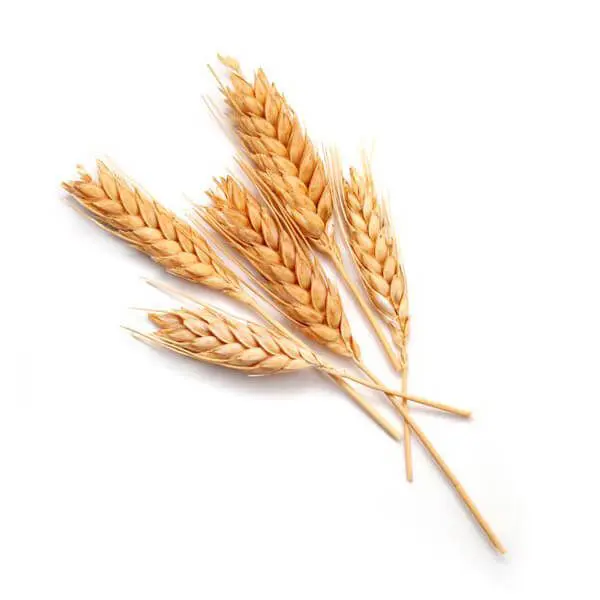 Wheat - Oxbow Animal Health