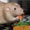 Top 10 Toys and Accessories for Rats and Mice - Oxbow Animal Health