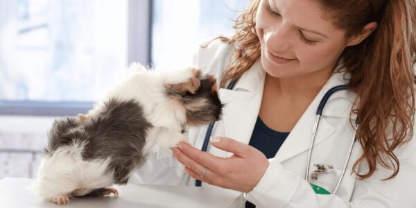 How to Prevent & Treat Bladder Sludge in Rabbits and Guinea Pigs