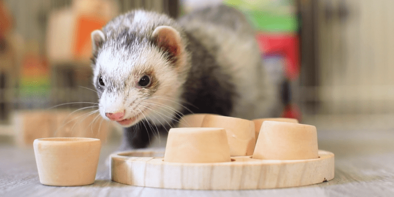 How To Bond With Your Ferret - Oxbow Animal Health