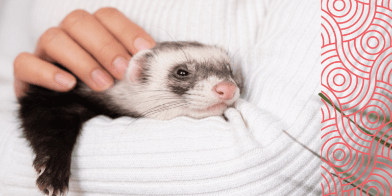 How To Train Your Ferret - Oxbow Animal Health