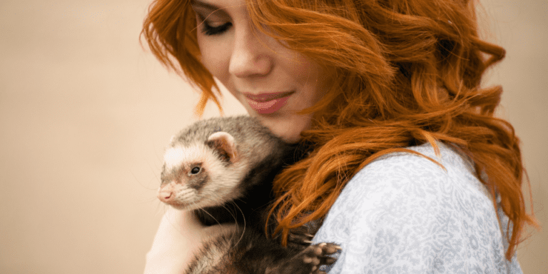 Do Ferrets Smell? | 5 Tips For Minimizing Ferret Odors - Oxbow Animal ...