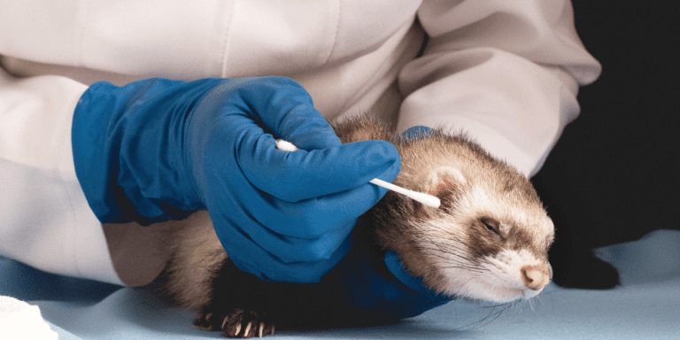 Do Ferrets Smell? | 5 Tips For Minimizing Ferret Odors - Oxbow Animal ...
