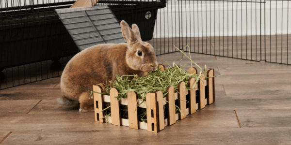 Tips on Feeding Hay to Picky Rabbits