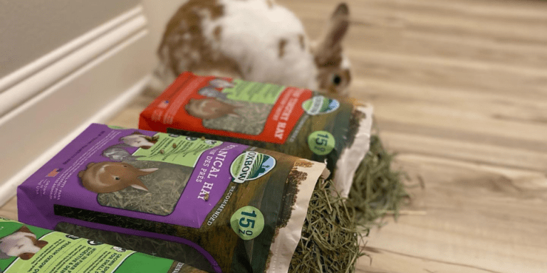 Tips on Feeding Hay to Picky Rabbits