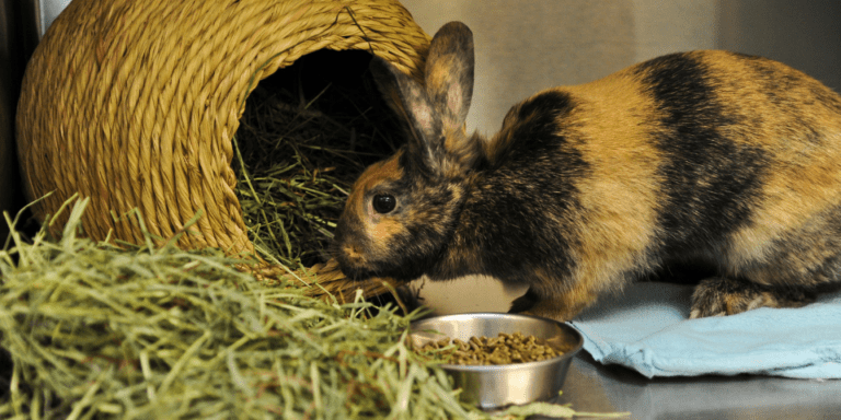 Five Ways to Make Feeding Hay More Fun