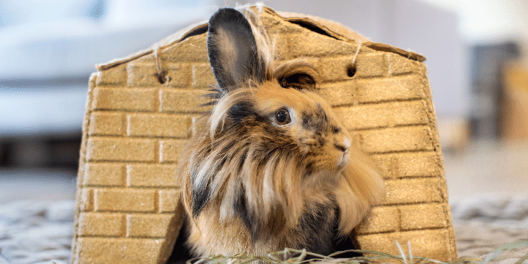Five Ways to Make Feeding Hay More Fun