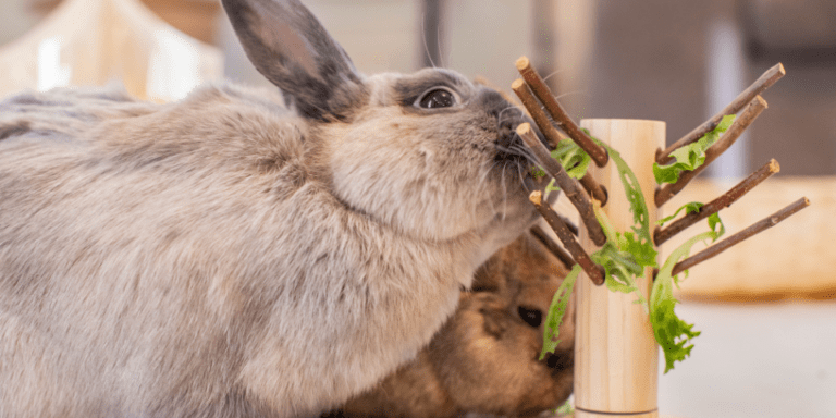 What Are the Best Vegetables and Leafy Greens for Rabbits?