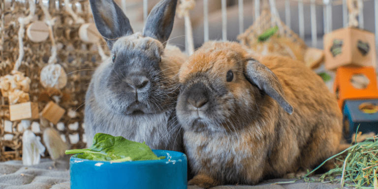 What Are the Best Vegetables and Leafy Greens for Rabbits?