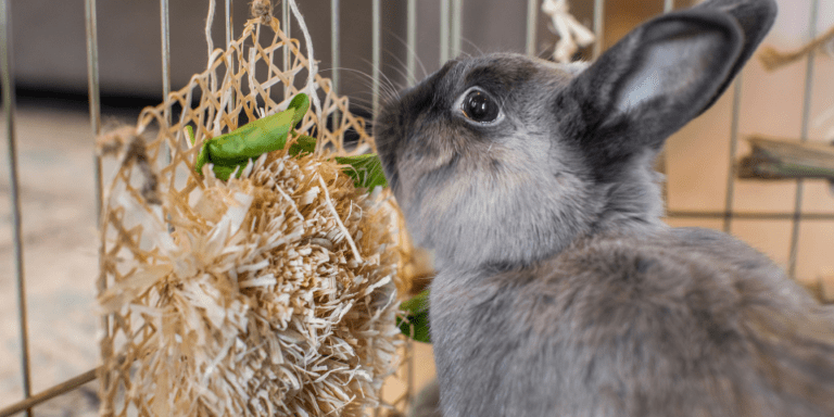 What Are the Best Vegetables and Leafy Greens for Rabbits?