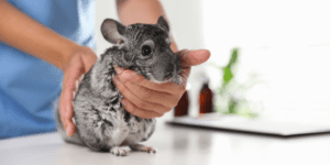 How to Tell if Your Pet Is Stressed - Oxbow Animal Health