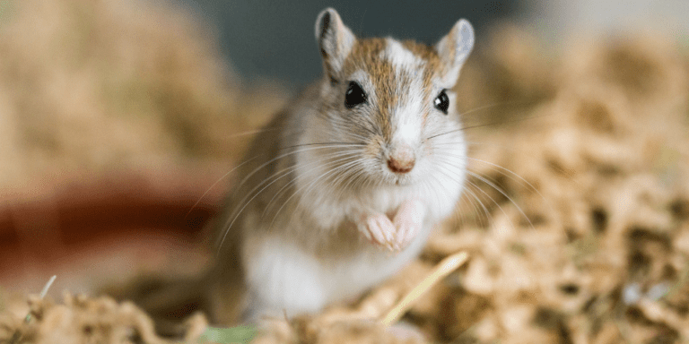 Where To Find Your New Pet - Oxbow Animal Health