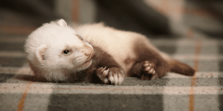 How Long Do Ferrets Live? - Oxbow Animal Health