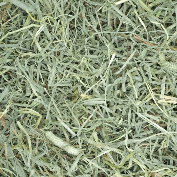 Prime Cut Timothy Hay | Soft & Lush | Oxbow Animal Health