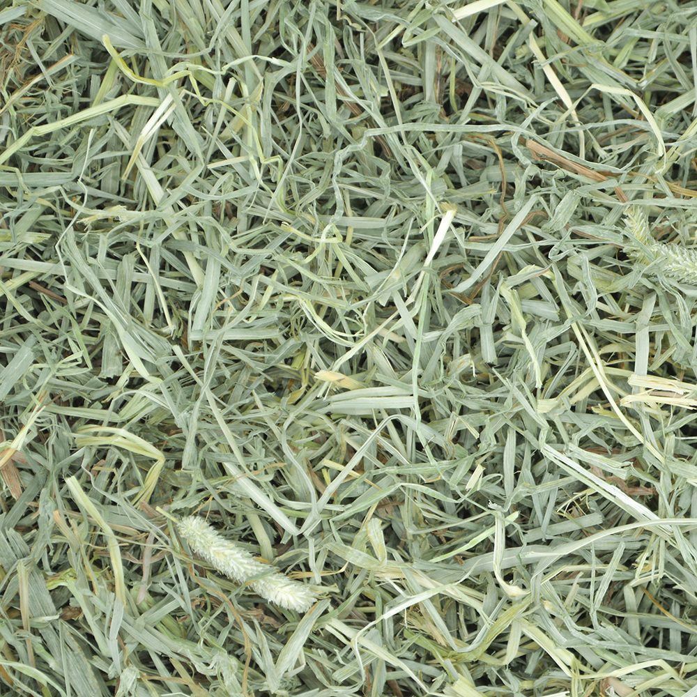 Prime Cut Timothy Hay | Soft & Lush | Oxbow Animal Health