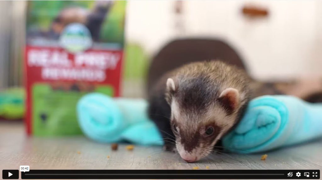 Real Prey Rewards | Chicken Ferret Treats | Oxbow Animal Health