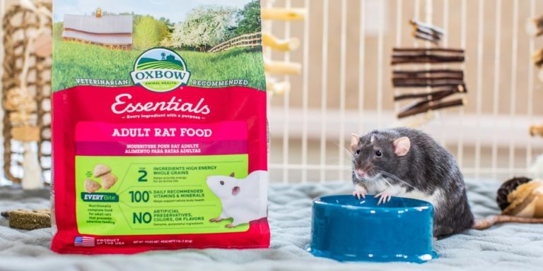 What Should I Feed to My Pet Rat? | Pet Rat Diet Guide | Oxbow