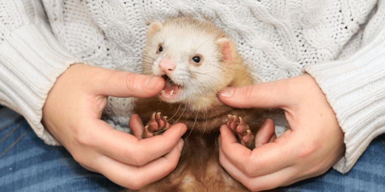 How To Train Your Ferret - Oxbow Animal Health
