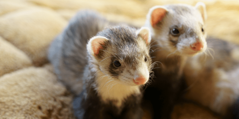 How To Train Your Ferret - Oxbow Animal Health