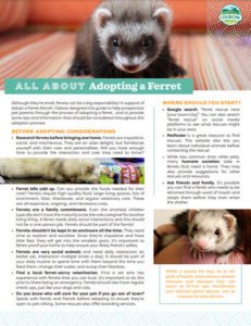 How to Adopt a Ferret - Oxbow Animal Health