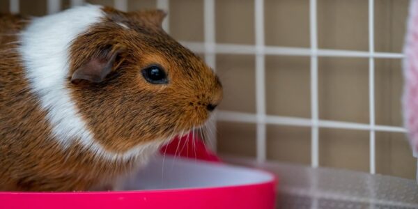 The Scoop on Small Pet Poop: Normal, Abnormal, and Everything in Between