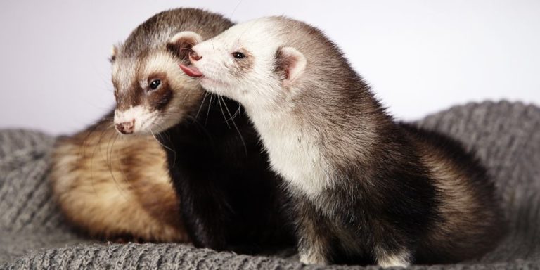 How To Introduce Ferrets - Oxbow Animal Health