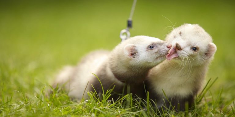 How To Introduce Ferrets - Oxbow Animal Health