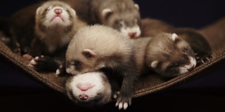 How To Introduce Ferrets - Oxbow Animal Health