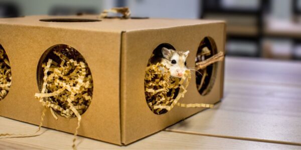 How to Tell if Your Pet Is Stressed - Oxbow Animal Health