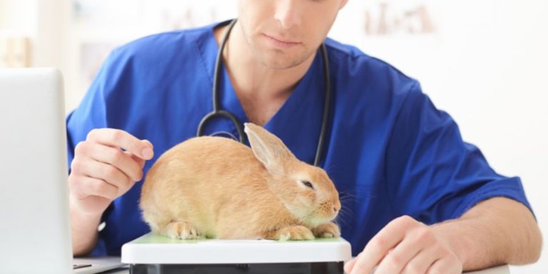 How to Tell if Your Pet Rabbit is Stressed and How to Help